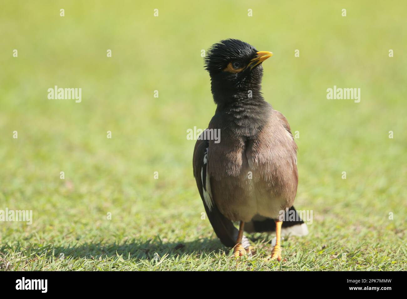 The range of the common myna is increasing at such a rapid rate that in ...