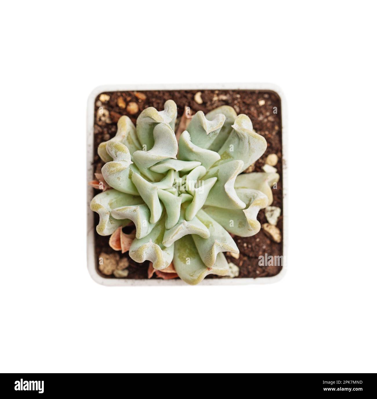 Echeveria runyonii topsy turvy hi-res stock photography and images - Alamy