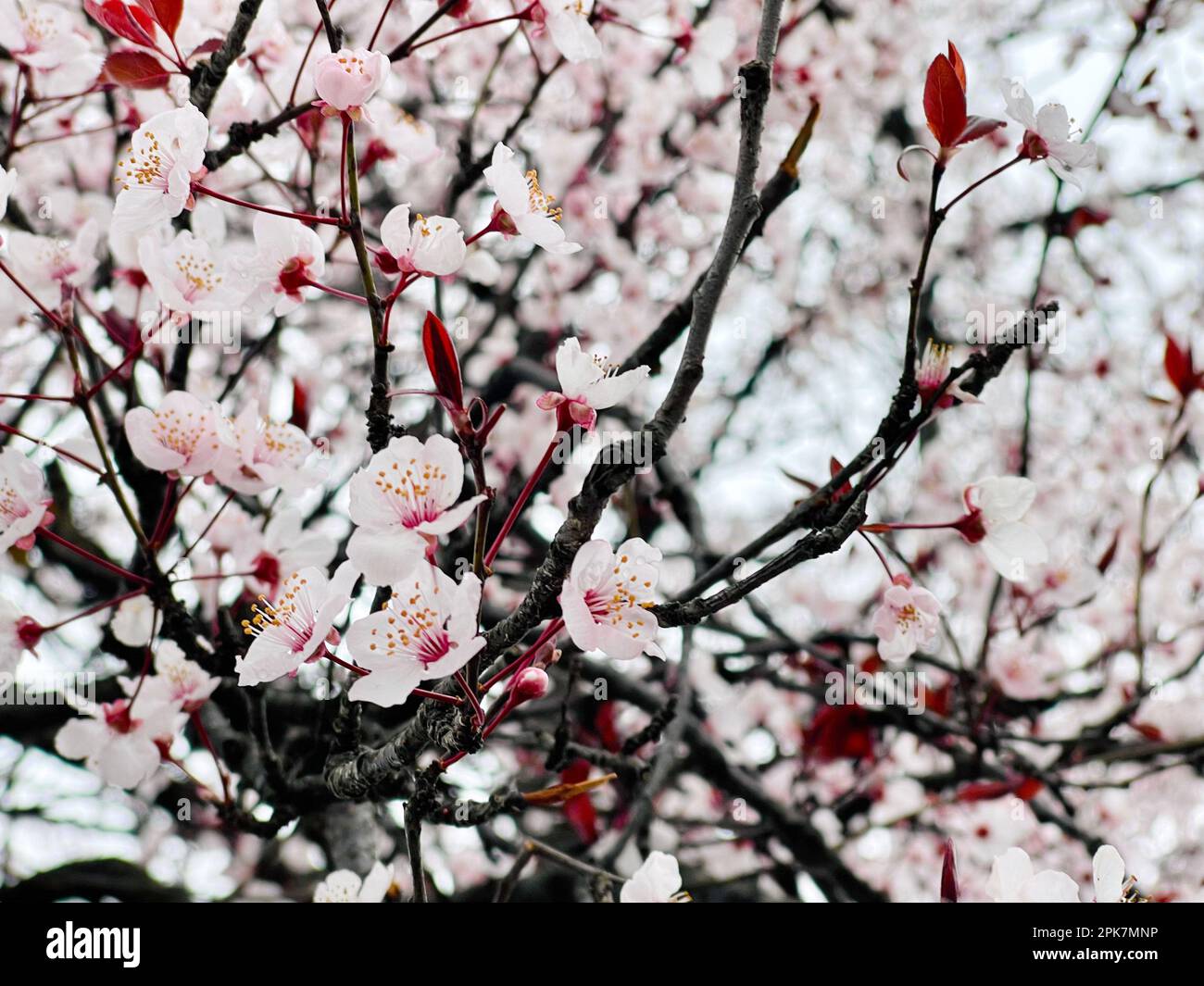Beautiful pink blossom cherry hi-res stock photography and images - Alamy