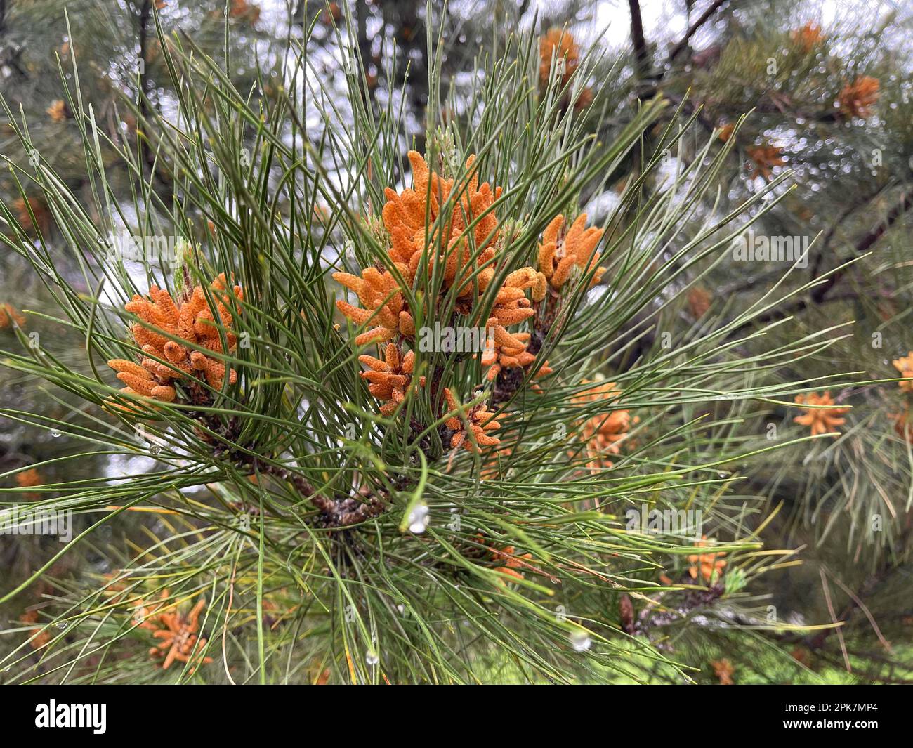 Pine tree twig hi-res stock photography and images - Alamy