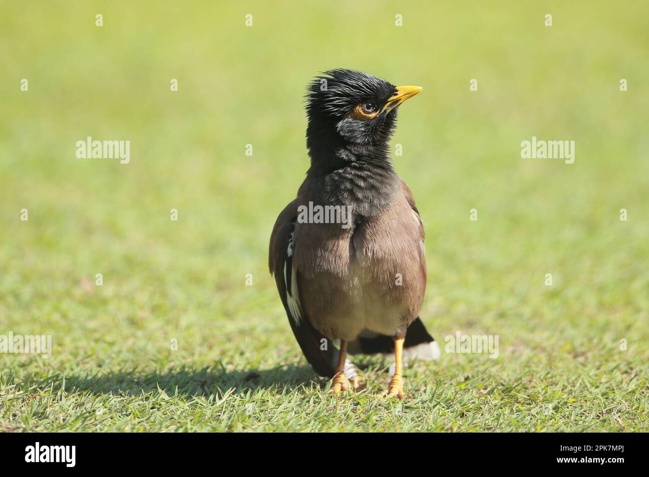 The range of the common myna is increasing at such a rapid rate that in ...
