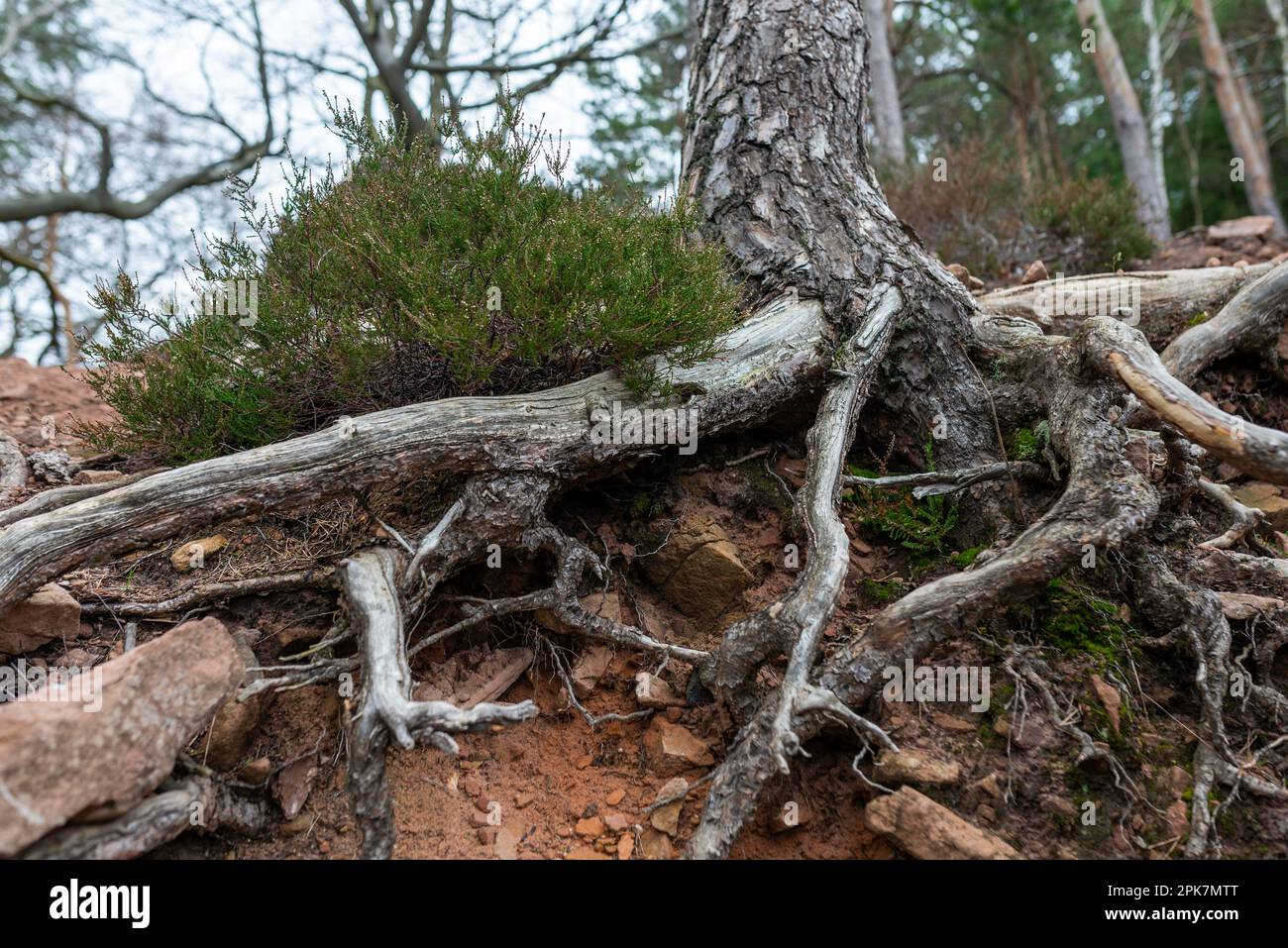 Tree roots in the rock hi-res stock photography and images - Alamy