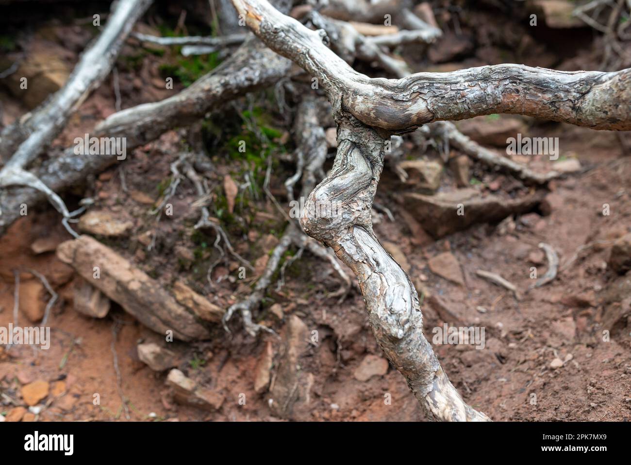 Tree roots in the rock hi-res stock photography and images - Alamy