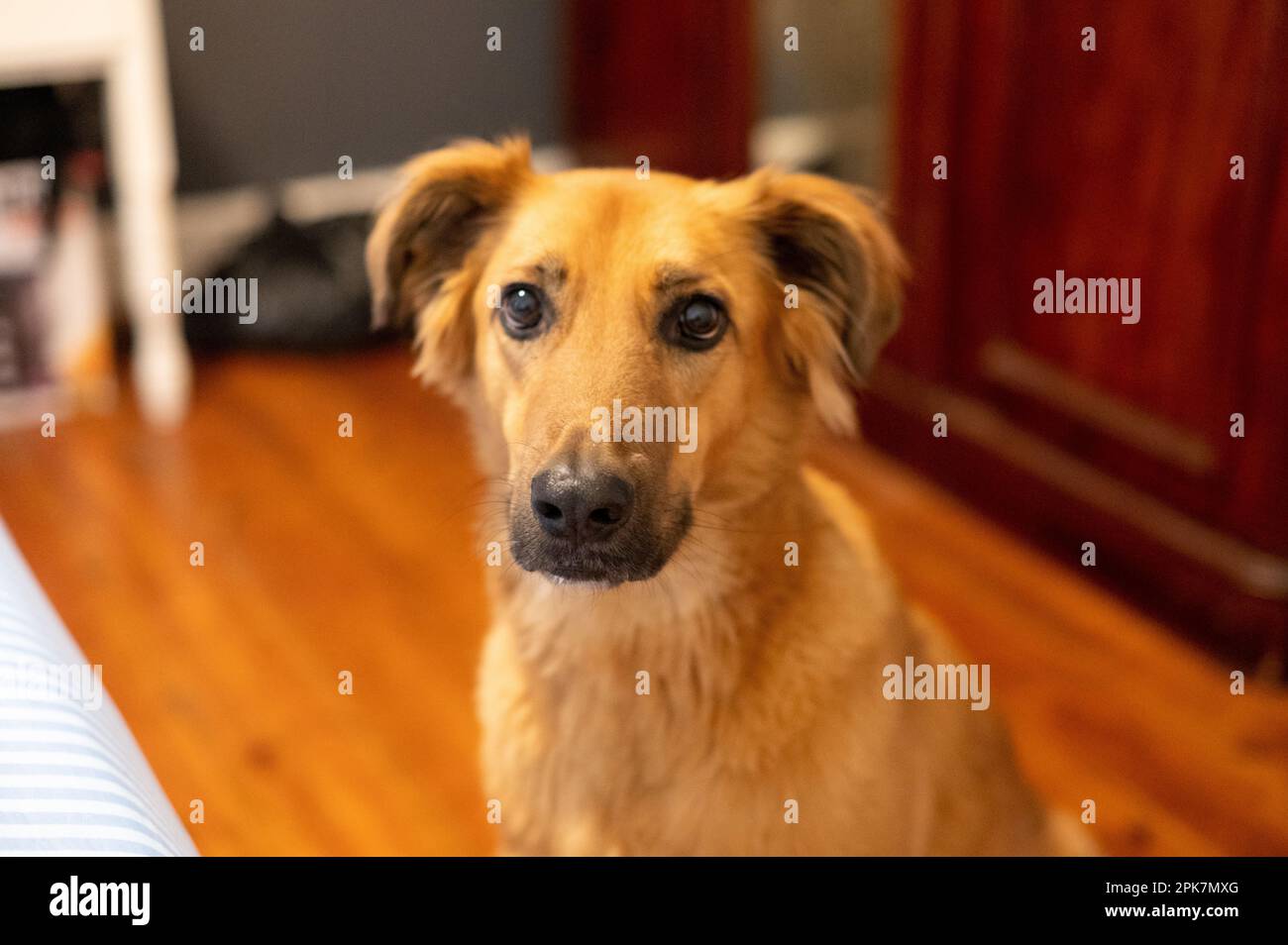 Dog shot up closely while looking at camera Stock Photo - Alamy