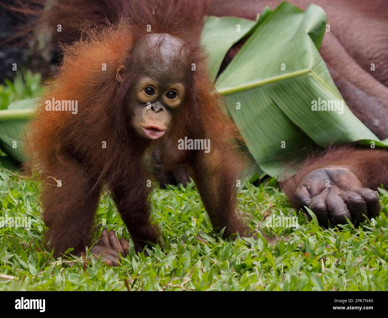 HILARIOUS images of a baby orang called BARNEY doing the GOOFIEST dance ...