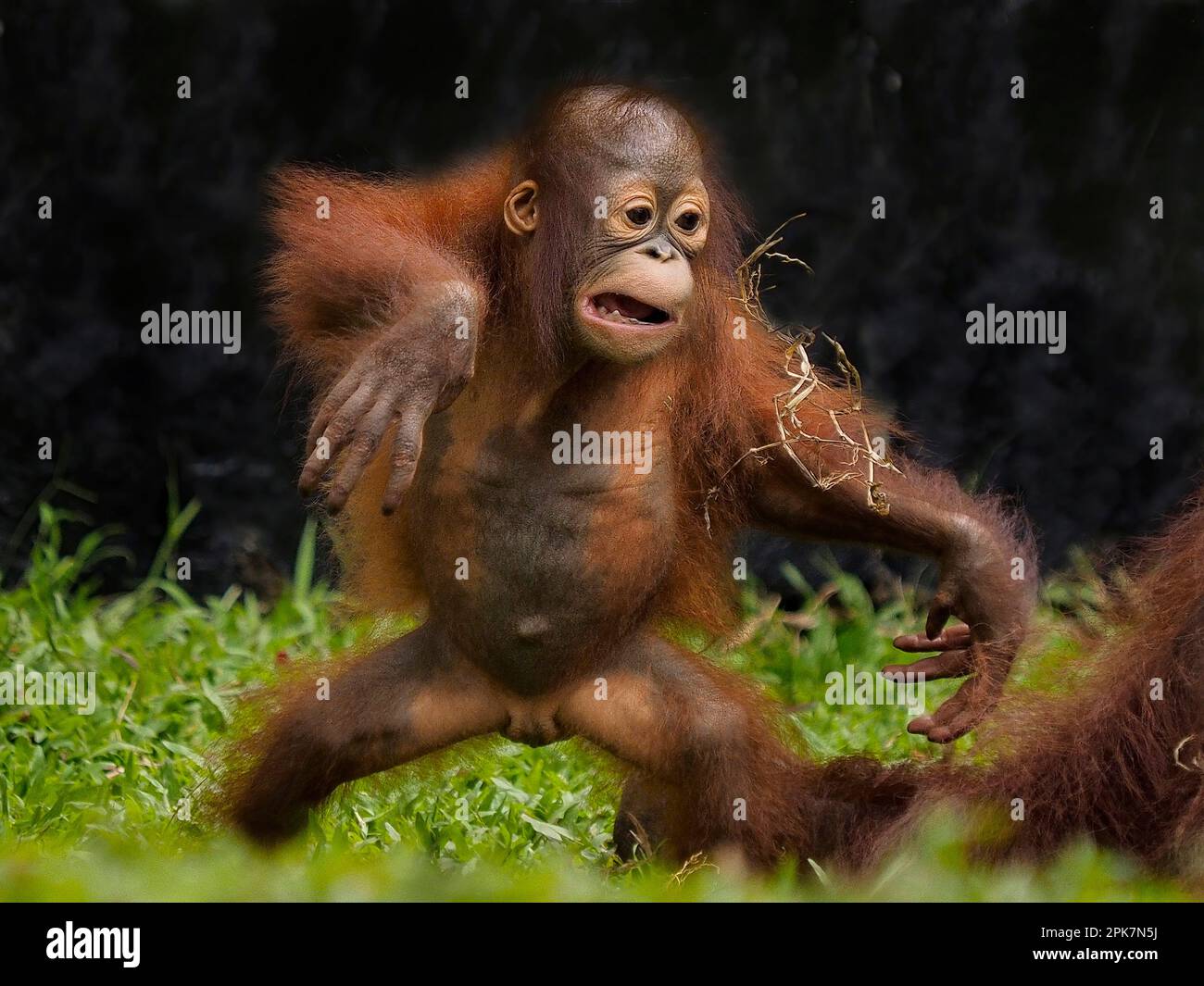 HILARIOUS images of a baby orang called BARNEY doing the GOOFIEST dance ...