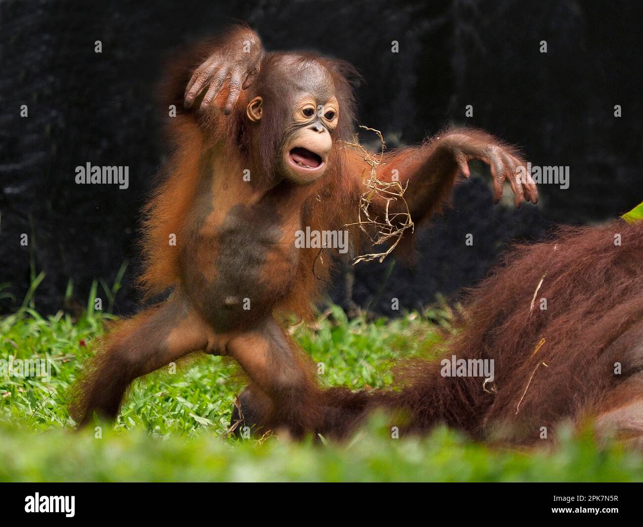 HILARIOUS images of a baby orang called BARNEY doing the GOOFIEST dance ...