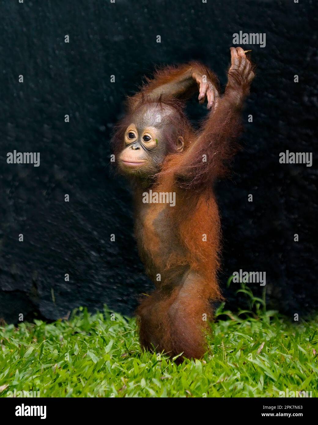 HILARIOUS images of a baby orang called BARNEY doing the GOOFIEST dance ...