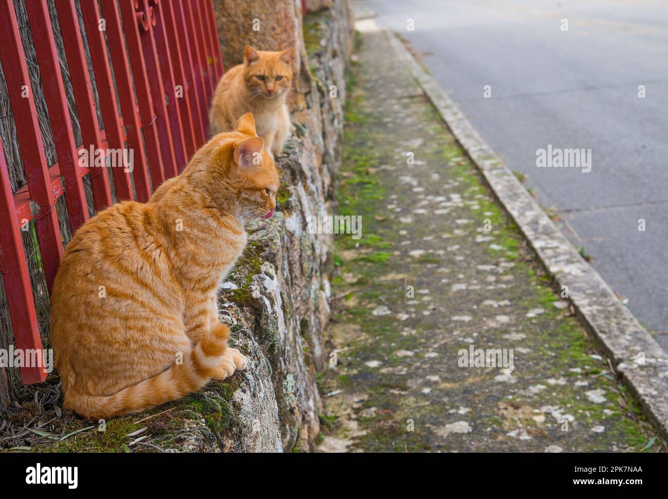 Two stray cats Stock Photo - Alamy