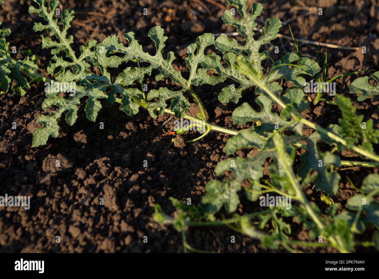 Melon growing on garden soil hi-res stock photography and images - Alamy