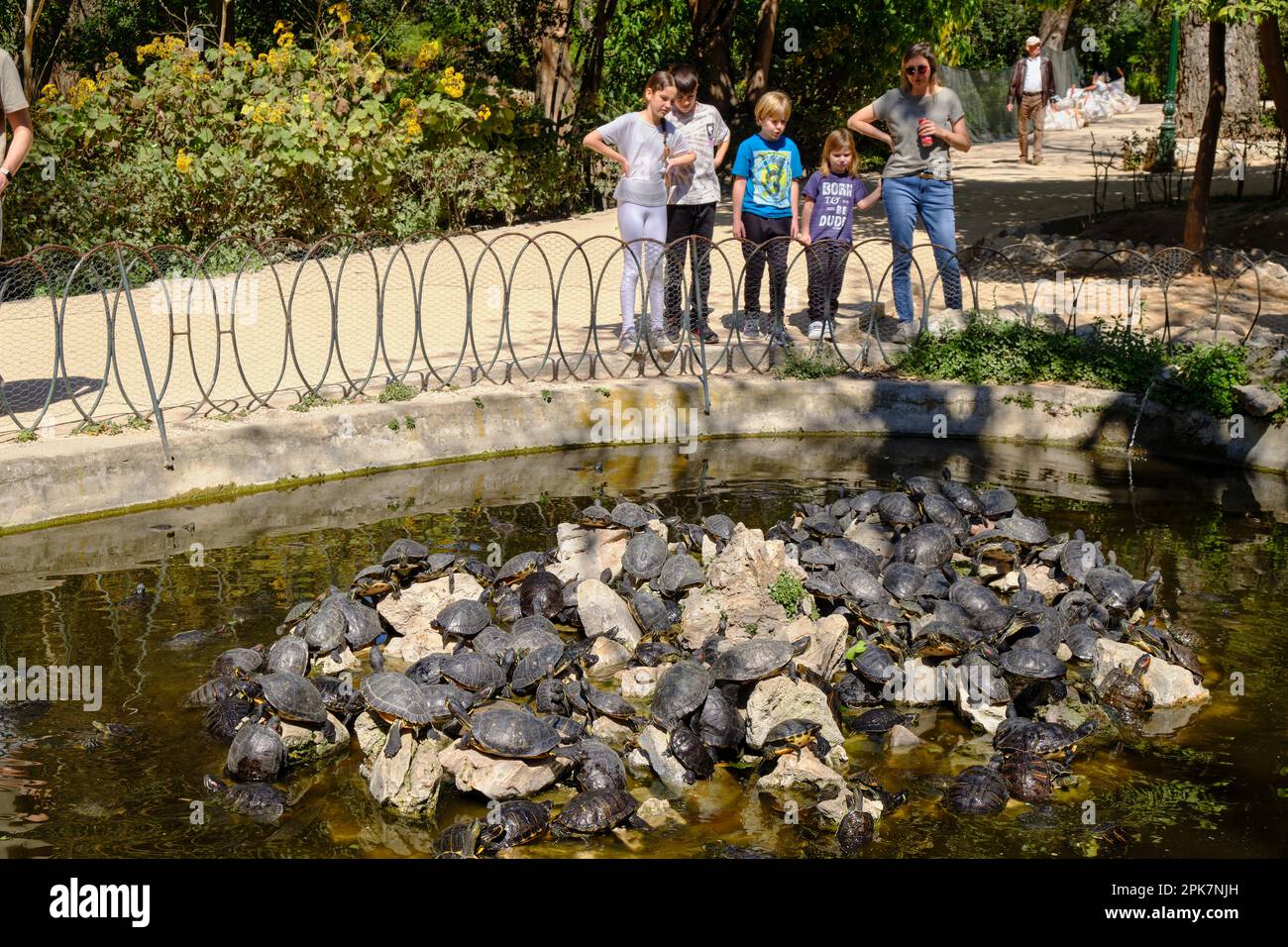 Turtles in Athens National Gardens in spring Stock Photo - Alamy