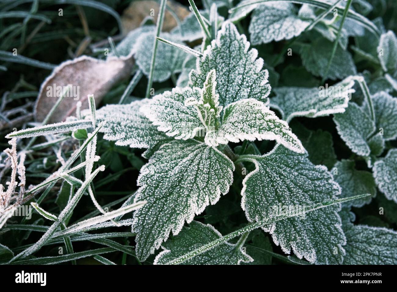 Partial focus Photo of nettle mint leaves covered with frost. Close up ...