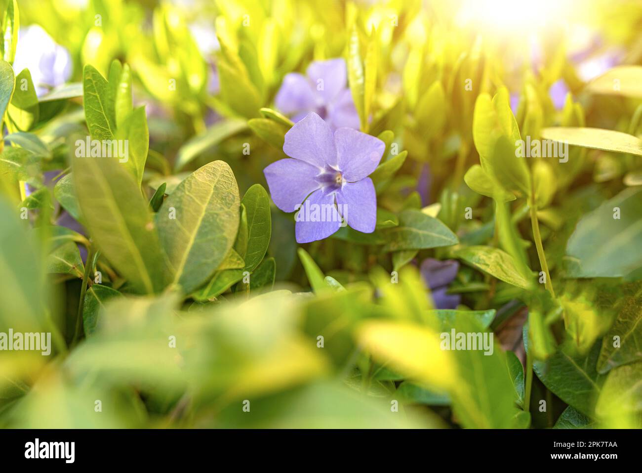 Beautiful periwinkle flowers in spring Stock Photo - Alamy