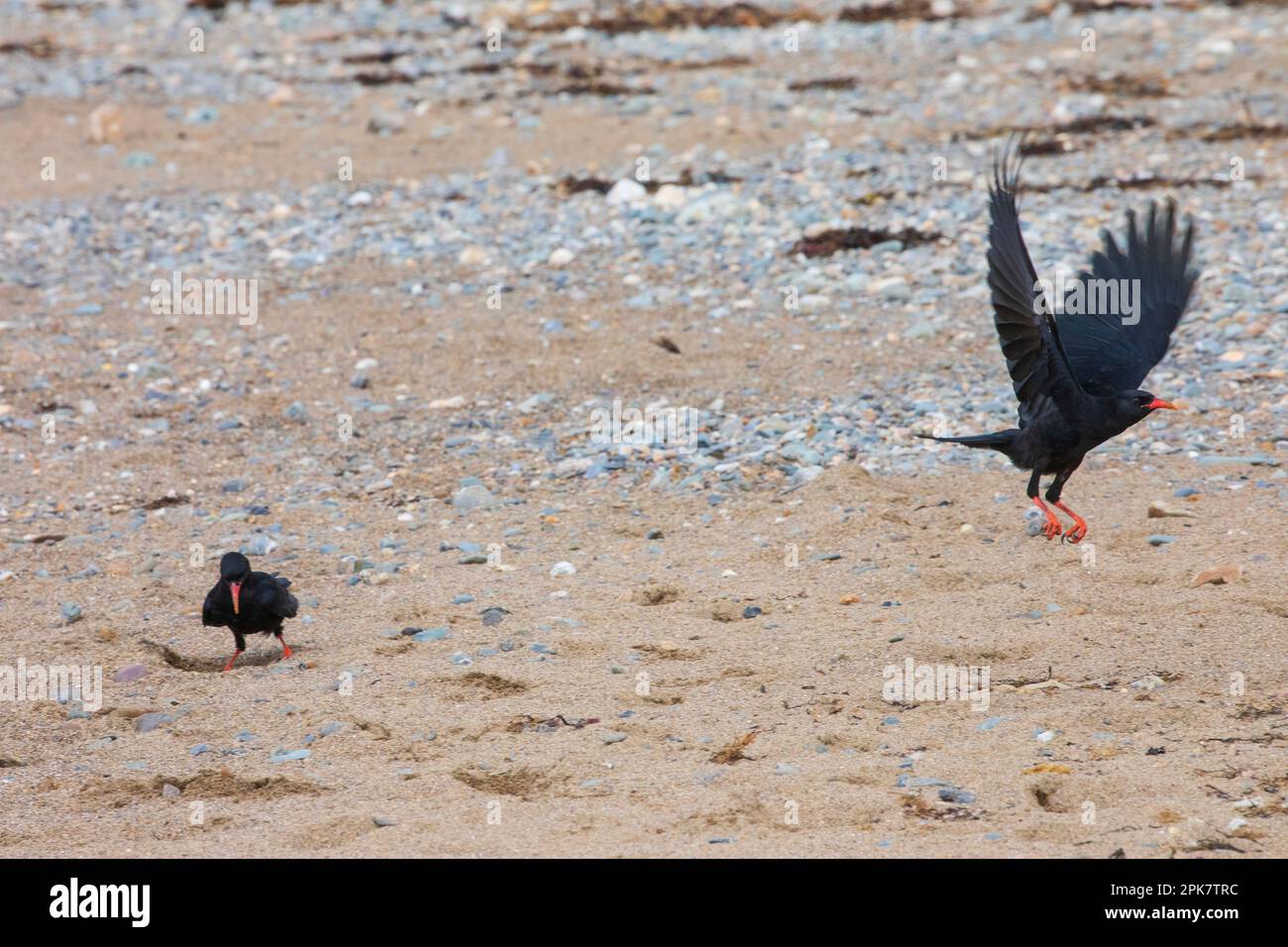 Choughs red beak hi-res stock photography and images - Alamy