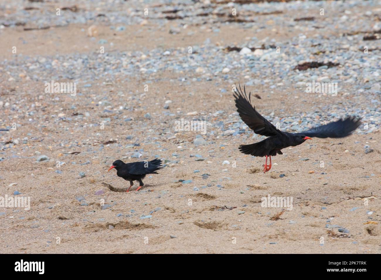 Chough foraging hi-res stock photography and images - Alamy