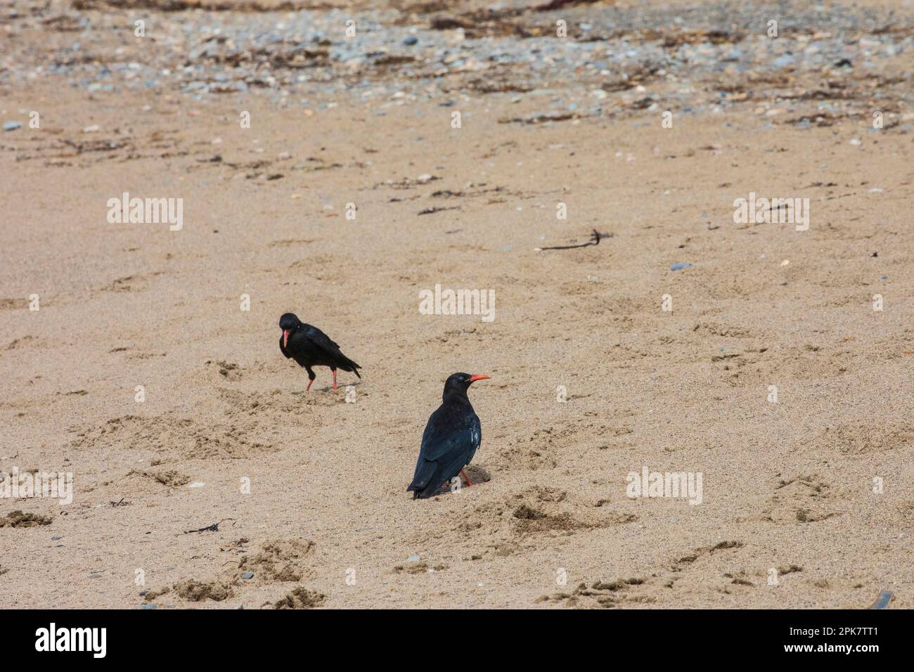 Choughs ireland hi-res stock photography and images - Alamy