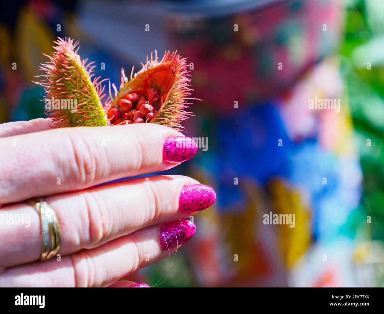 Zanzibar Spice Tour. Open lipstick fruit from achiote tree held between ...