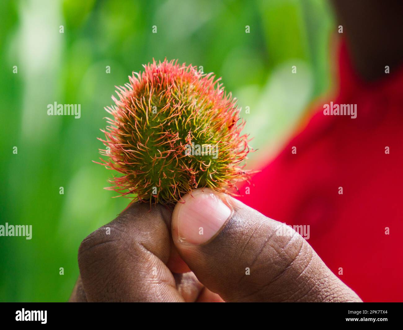 Zanzibar Spice Tour. Red and hairy lipstick fruit from achiote tree ...