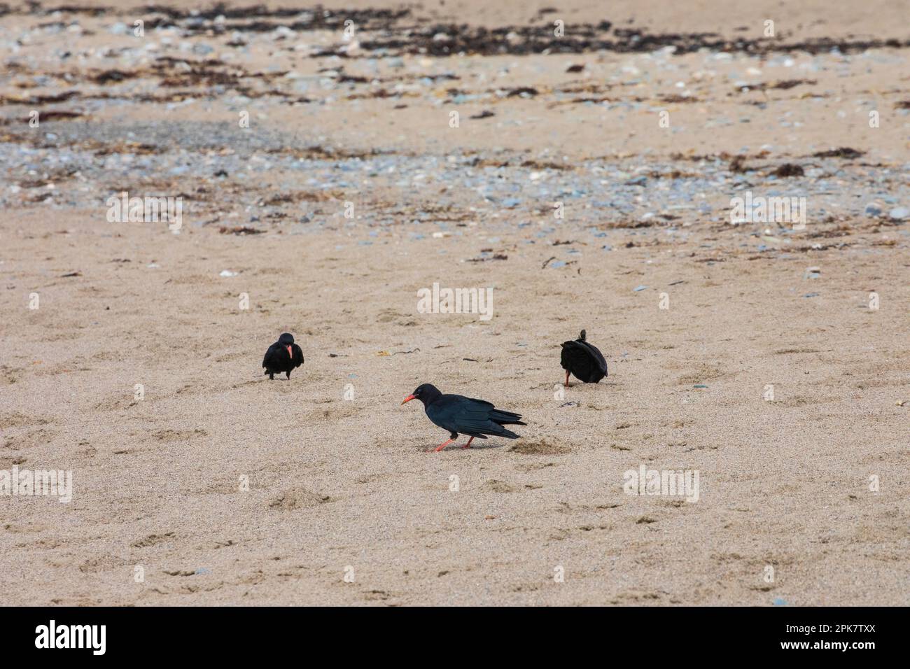 Choughs ireland hi-res stock photography and images - Alamy
