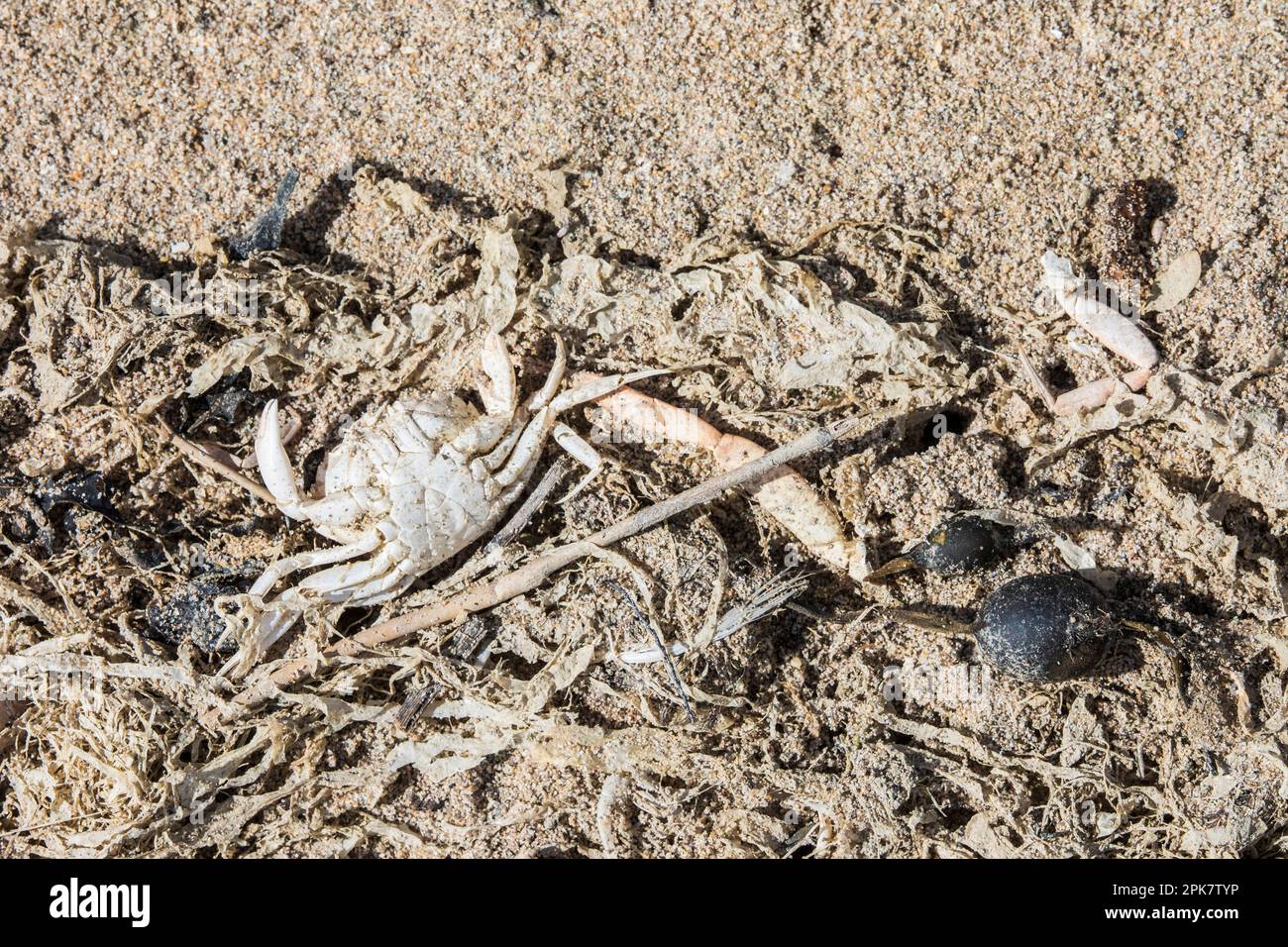 Skeleton crab hi-res stock photography and images - Alamy