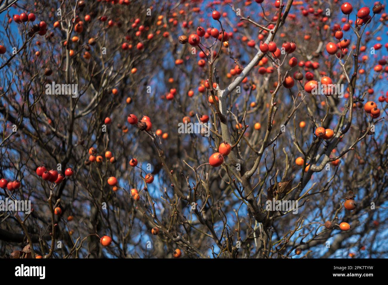 A fruiting crab apple tree in winter, red crab apples Stock Photo - Alamy