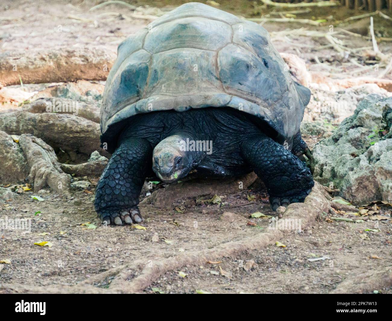 Zanzibar, Tanzania - Jan, 2021: Isolated population of Aldabra giant ...