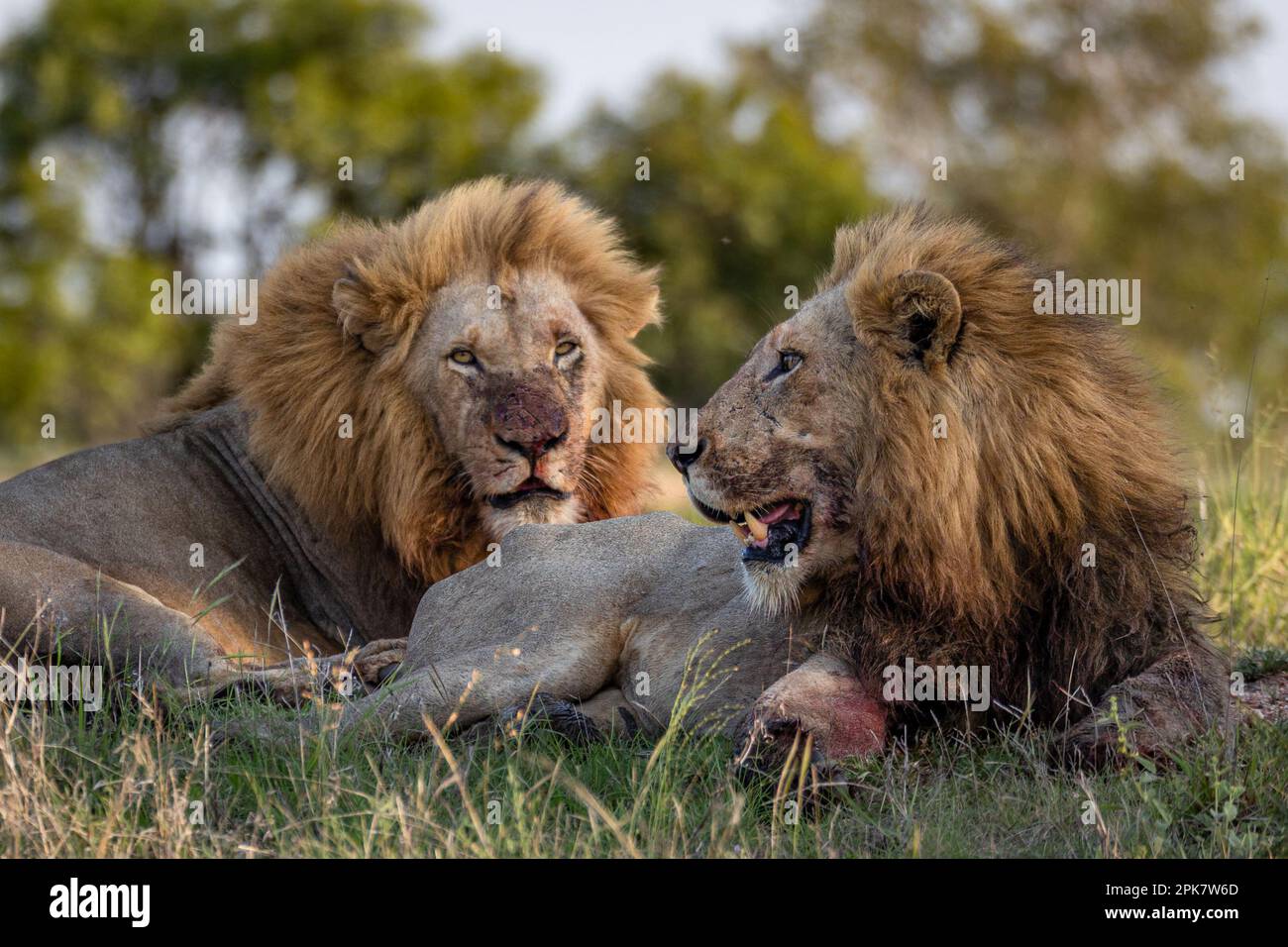 Two male lions, panthera leo, lying together, feeding on a kill Stock ...