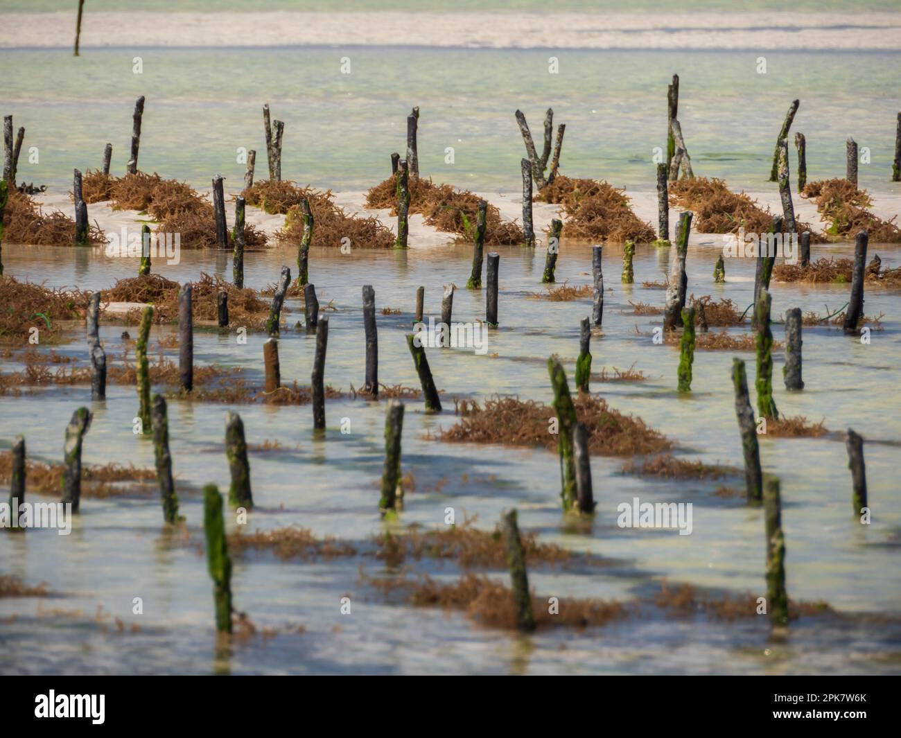 Mwani Zanzibar. View of the Seaweed Growing Center in the waters of the ...