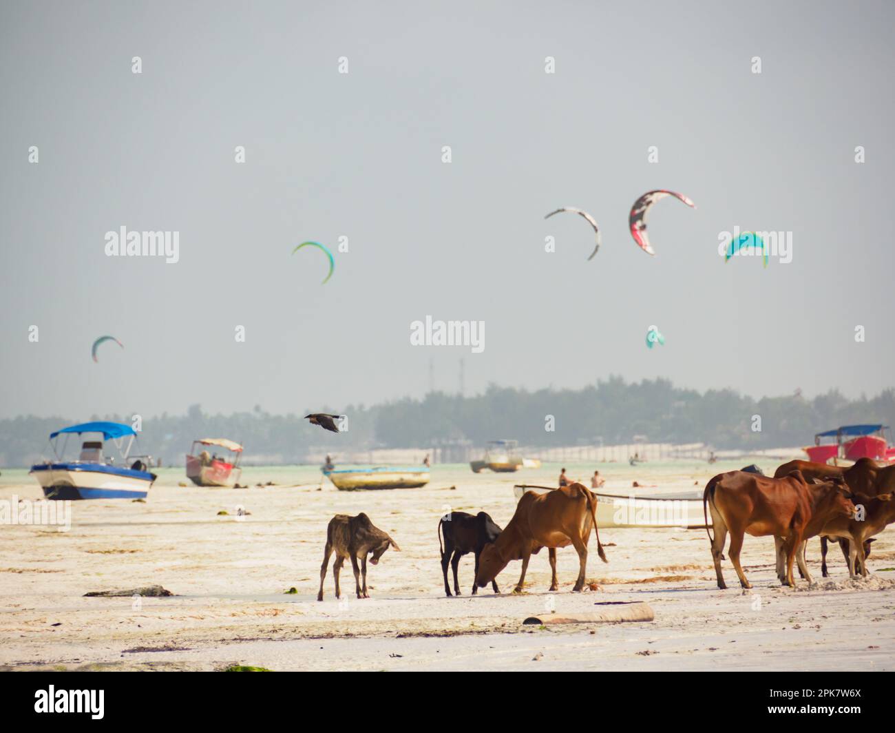 Brown cows on the on tropical beach near Paje in Zanzibar coast during ...