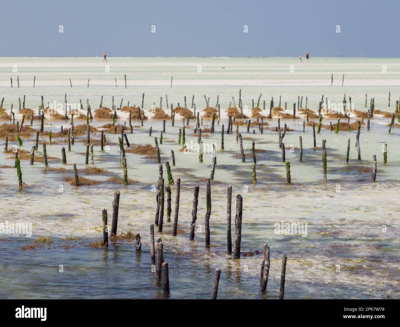 Seaweed mwani hi-res stock photography and images - Alamy