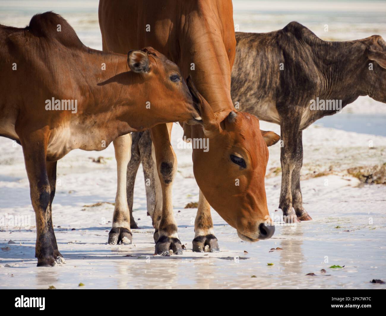 Brown cows on the on tropical beach near Paje in Zanzibar coast during ...