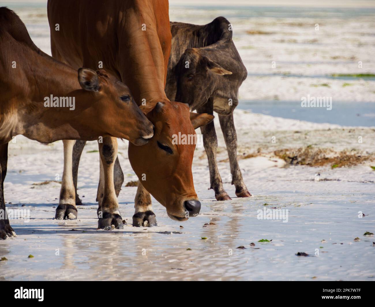 Brown cows on the on tropical beach near Paje in Zanzibar coast during ...