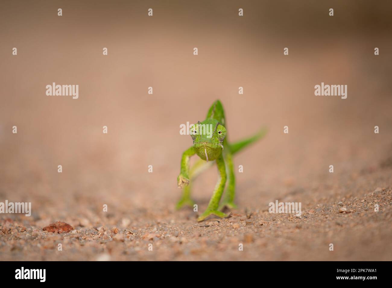 Front view of a chameleon walking, Chamaeleonidae Stock Photo - Alamy