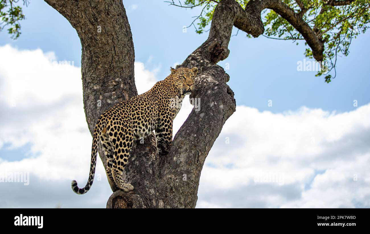 A leopard, Panthera pardus, jumping between branches Stock Photo - Alamy