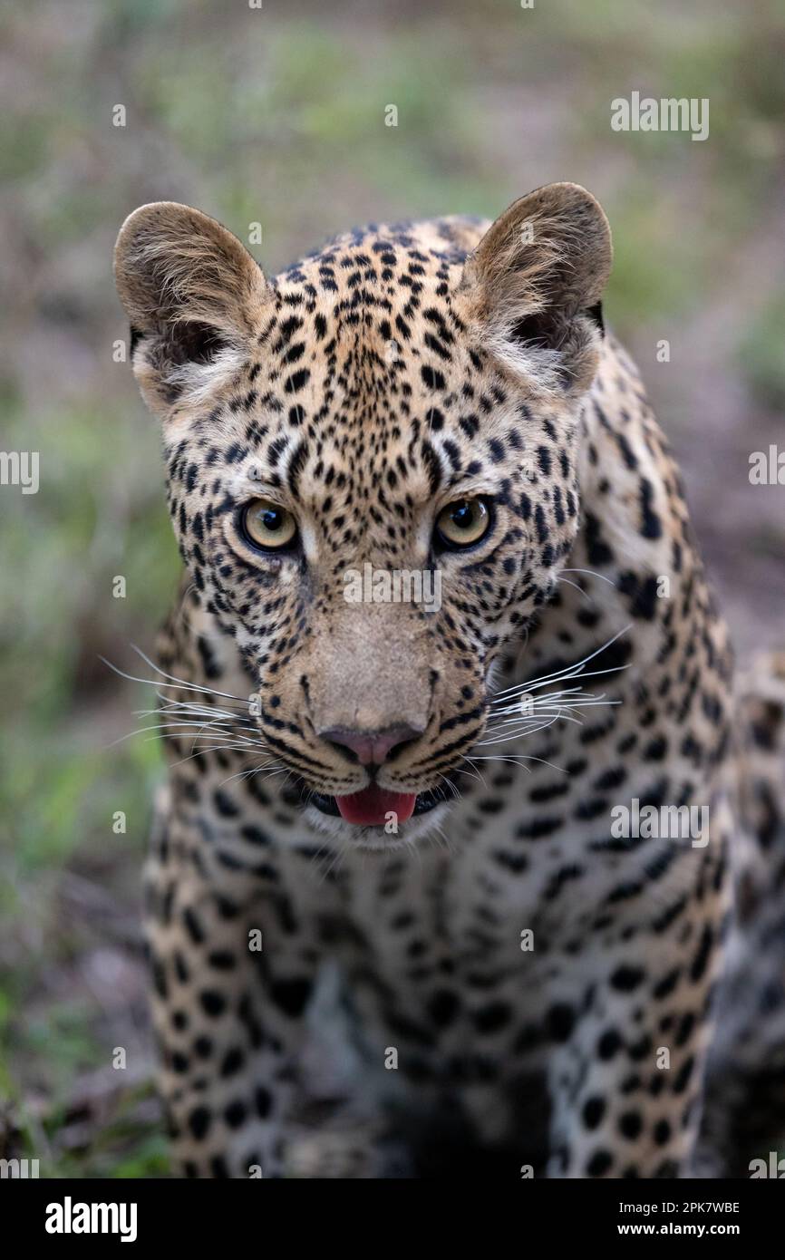 A close-up portrait of a male leopard, Panthera pardus Stock Photo - Alamy