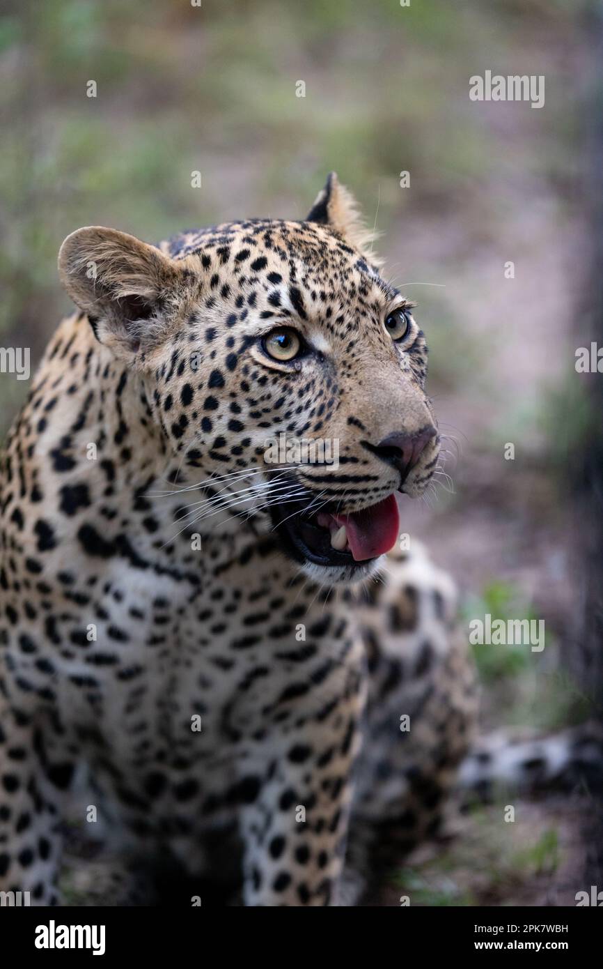 A close-up portrait of a male leopard, Panthera pardus Stock Photo - Alamy