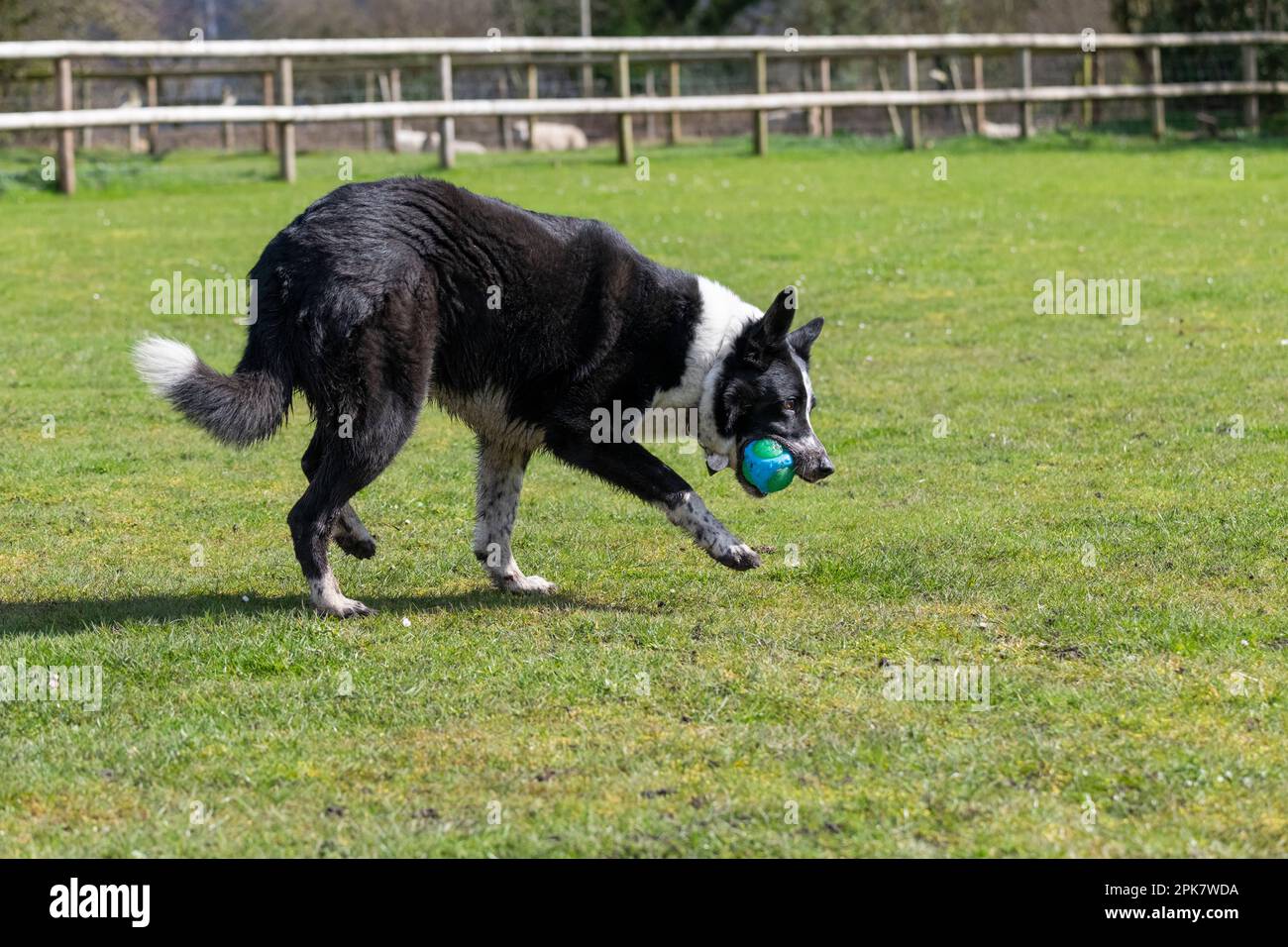 Border Collie dog playing ball outdoors in a field in spring sunshine ...