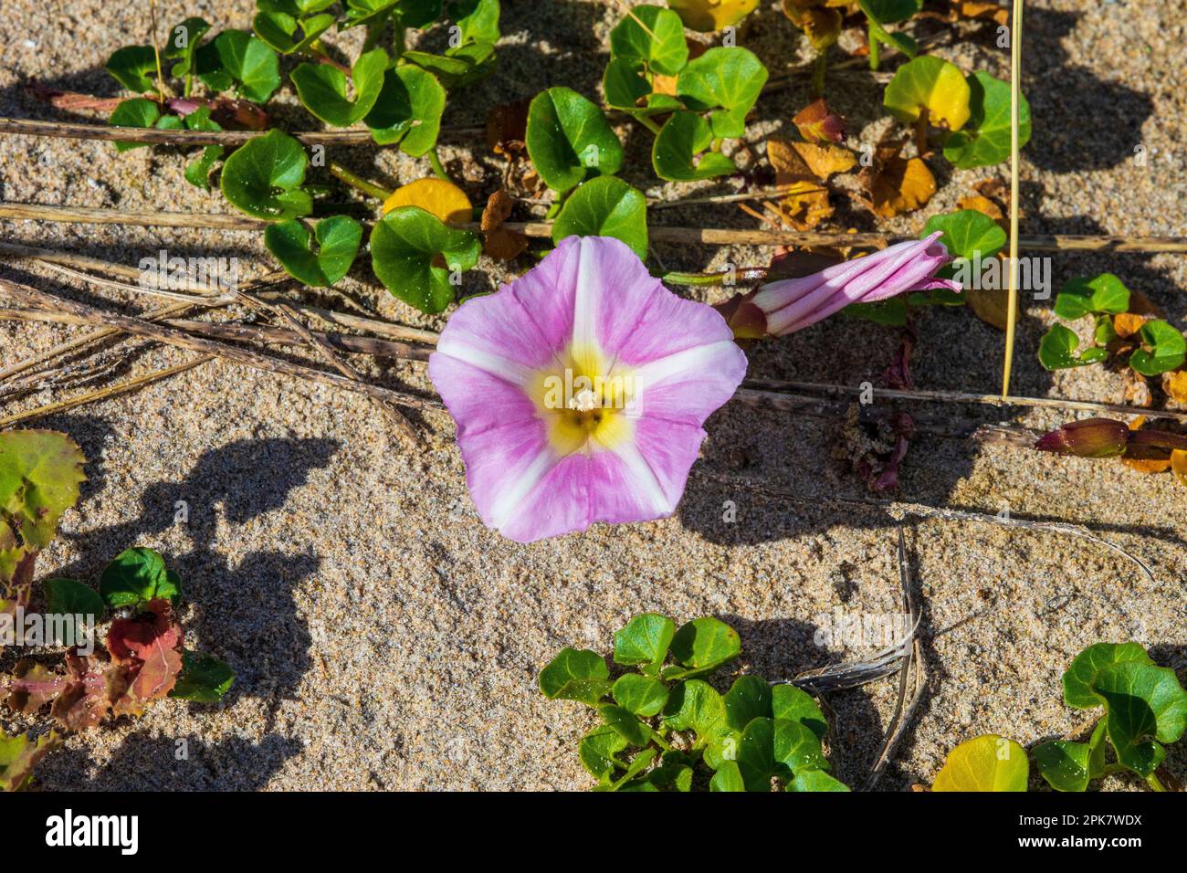 railroad vine, IPOMOEA PES-CAPRAE, BEACH MORNING GLORY, goat’s foot ...
