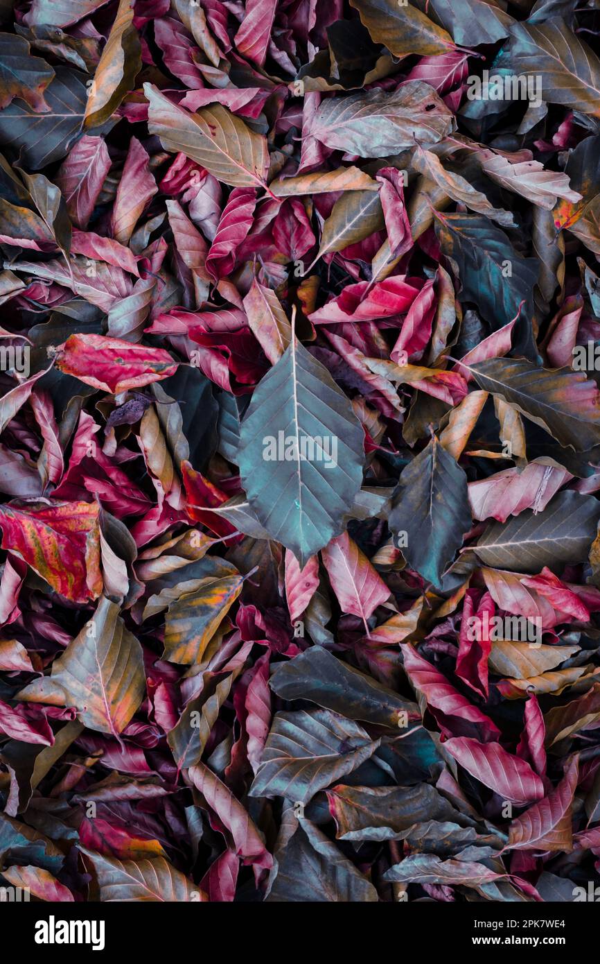 Season leaves hi-res stock photography and images - Alamy