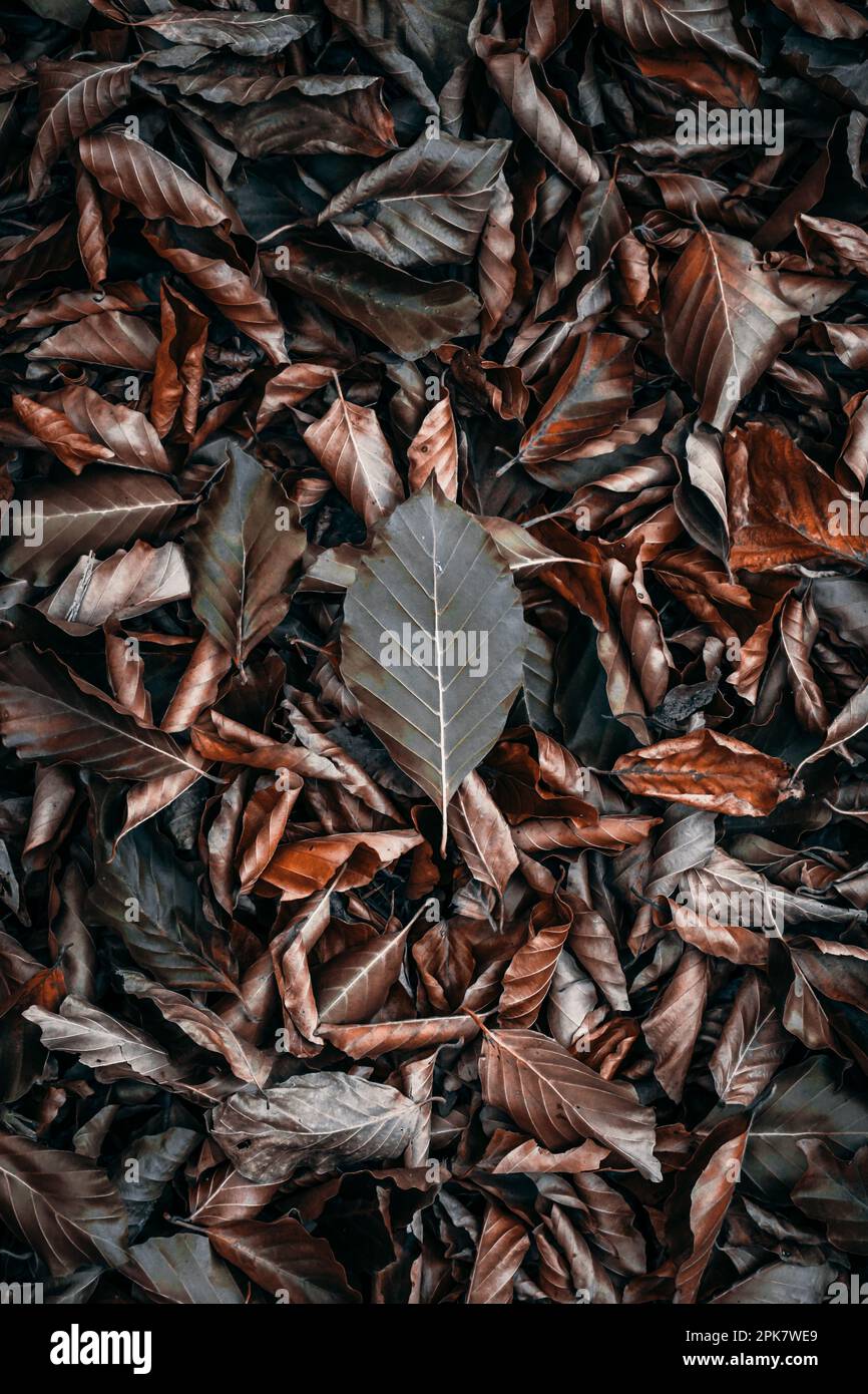 Season leaves hi-res stock photography and images - Alamy