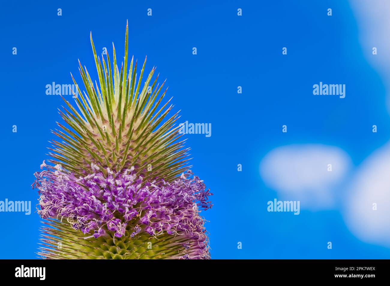Close-up of spiny wild teasel with purple flowers belt on summer blue ...