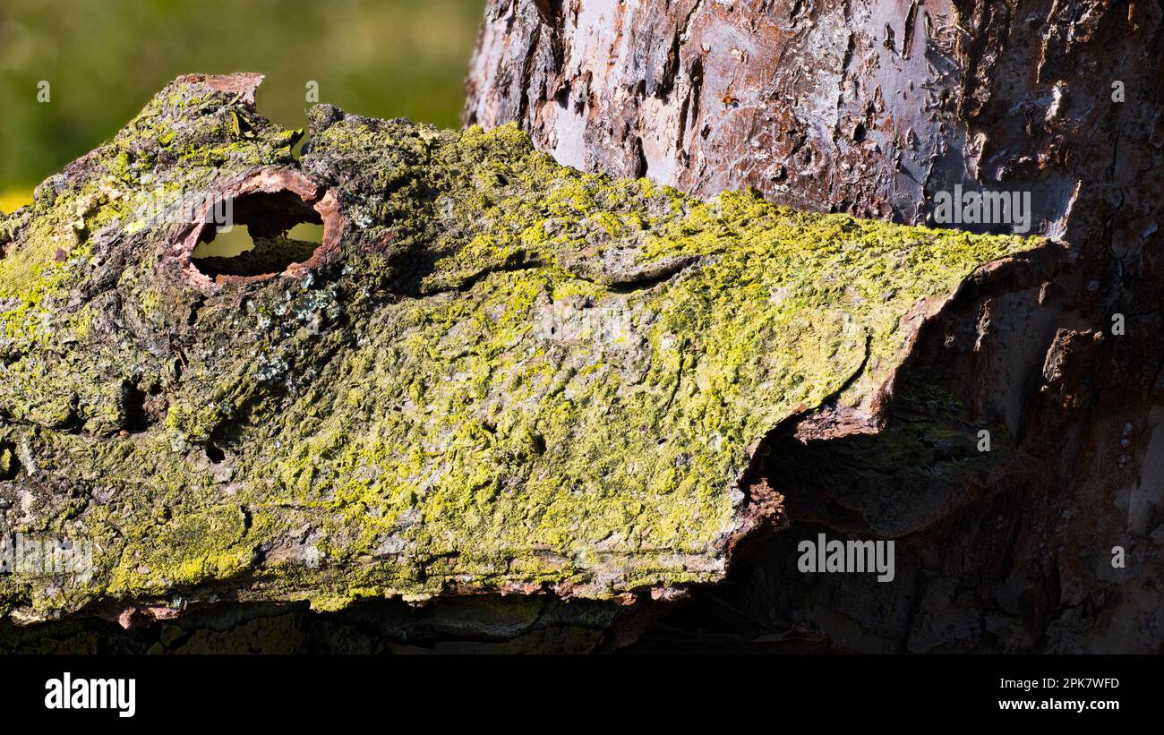 Piece of mossy spruce bark with round hole by apple tree trunk with ...