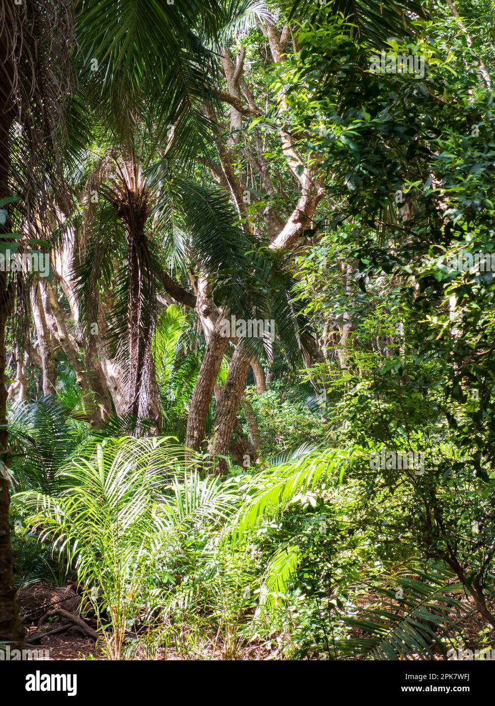 Egzotic, beautiful trees in Jozani Chwaka Bay National Park on Unguja ...