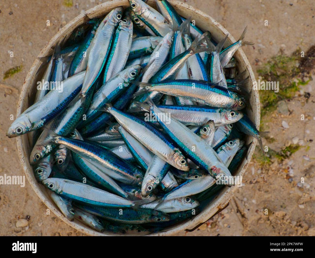 Fish in a plastic bucket on a sandy beach in Zanzibar Island, Kizimkazi ...