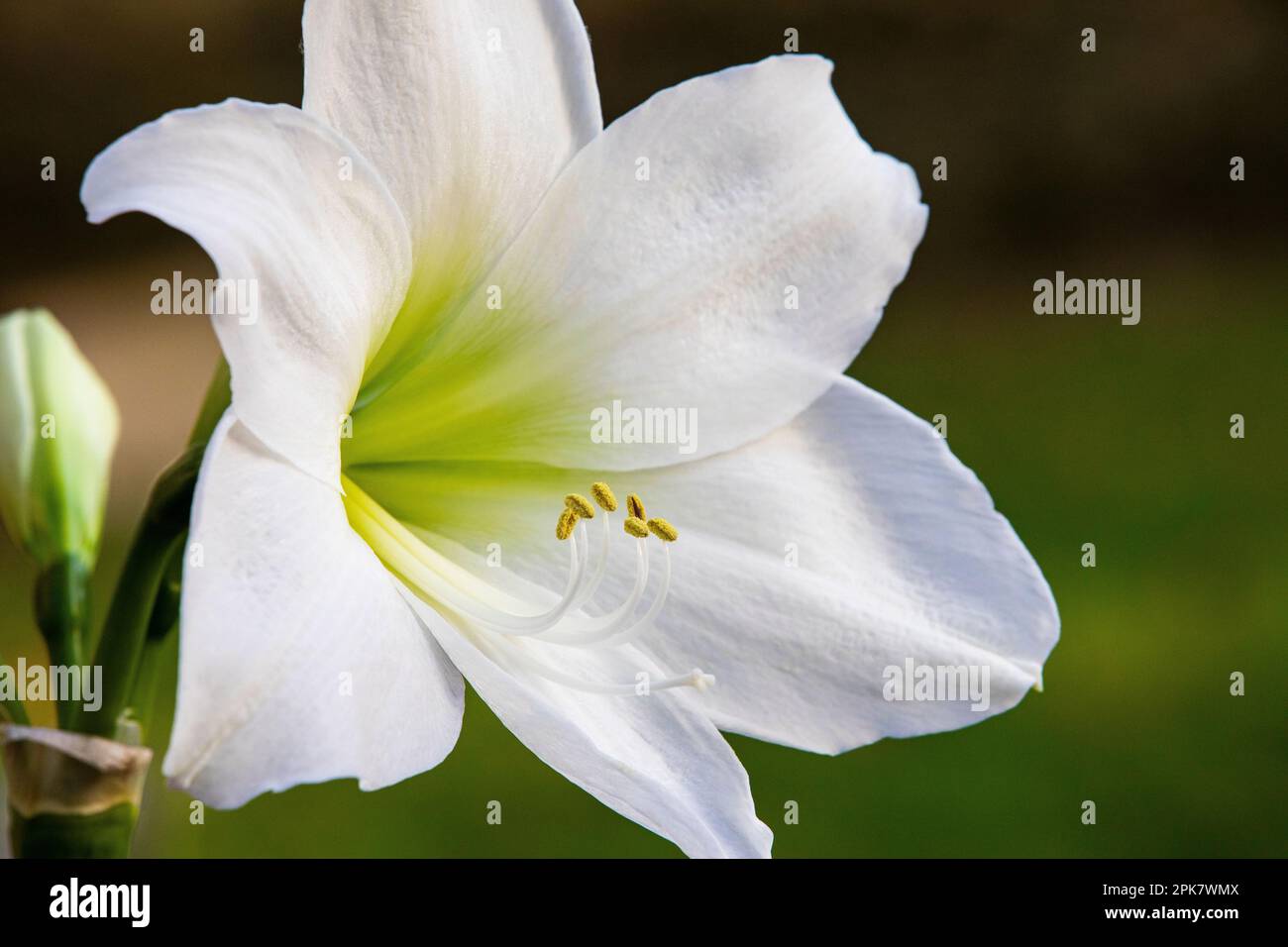 Amaryllis flower white hi-res stock photography and images - Alamy