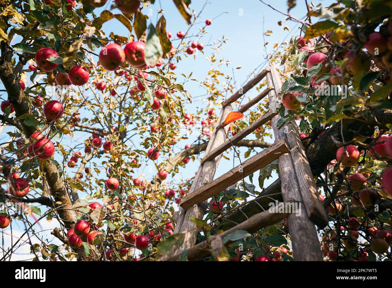 Ladder harvesting apples hi-res stock photography and images - Alamy
