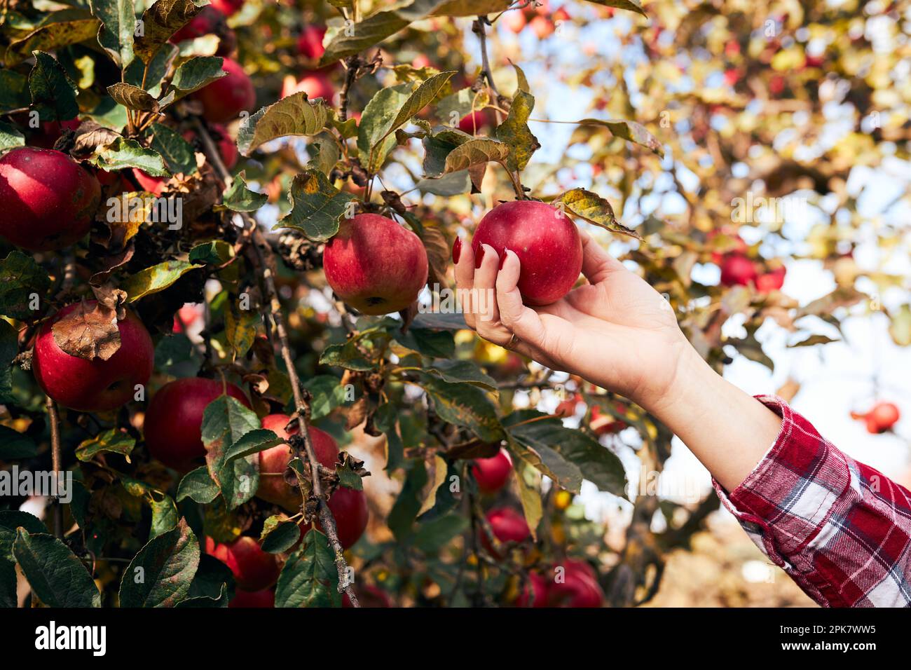 Woman picking ripe apples on farm. Farmer grabbing apples from tree in ...