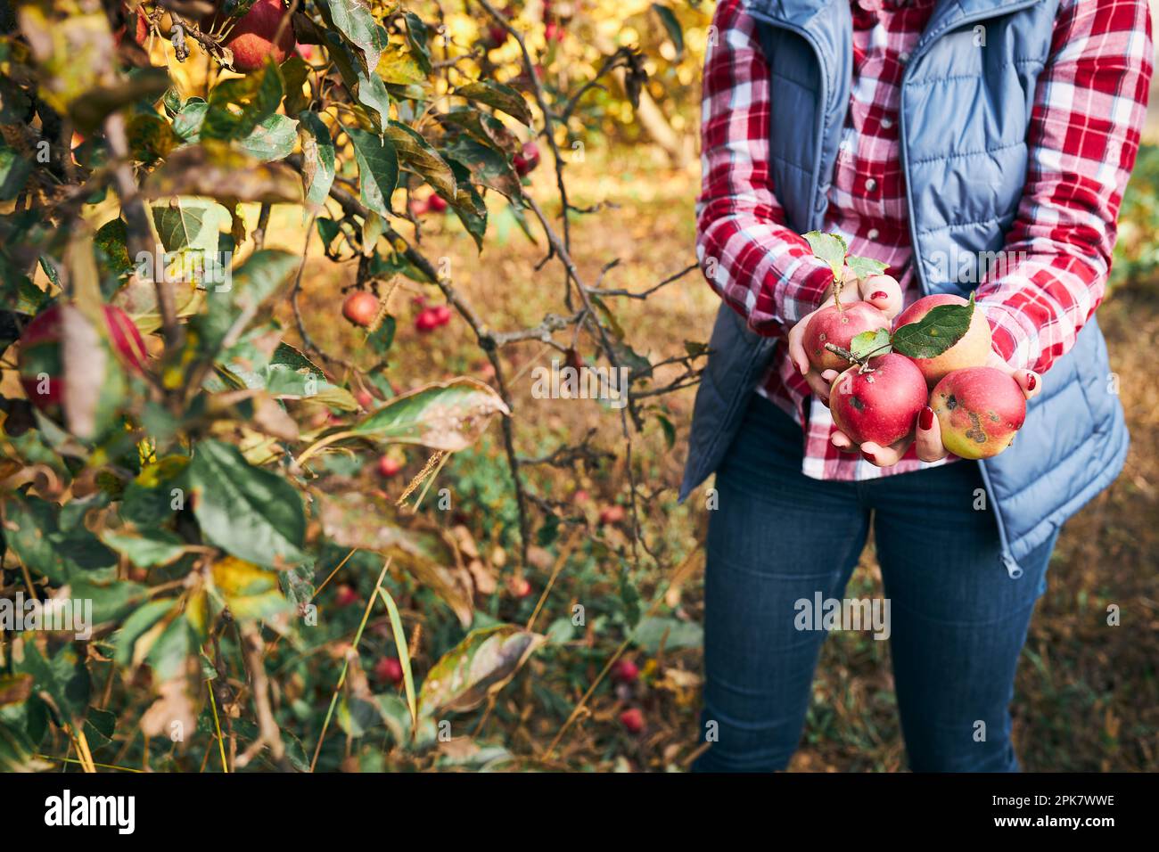 Woman Picking Ripe Apples On Farm Farmer Grabbing Apples From Tree In
