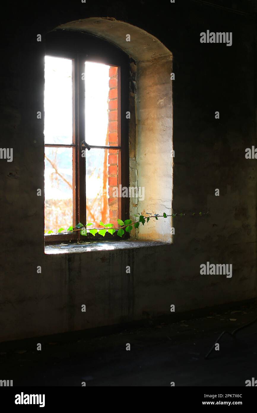 Ruined window letting ivy vine grow into the building Stock Photo - Alamy