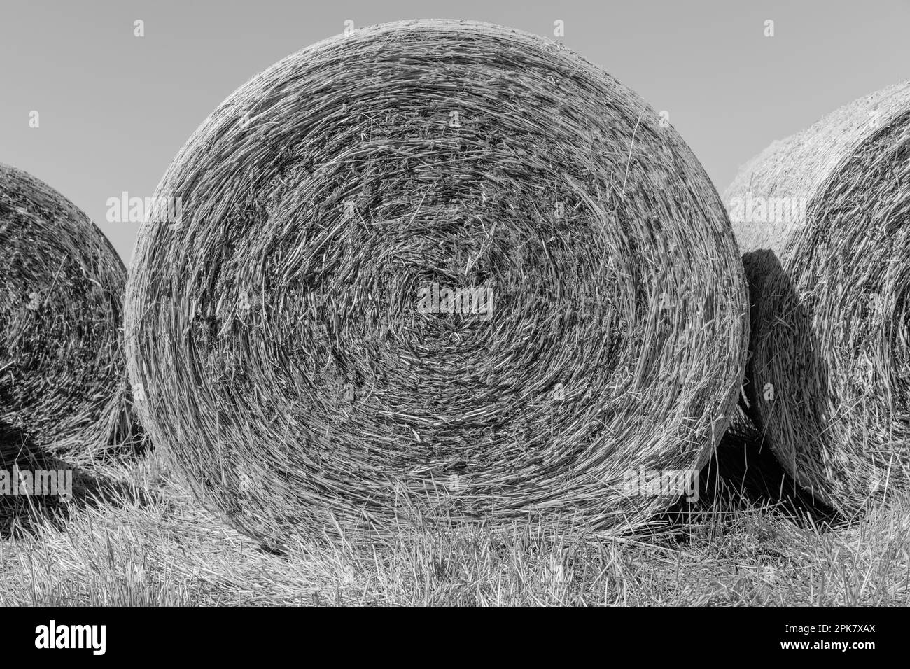 Stacked wrapped round hay bales in a field after harvest Stock Photo ...
